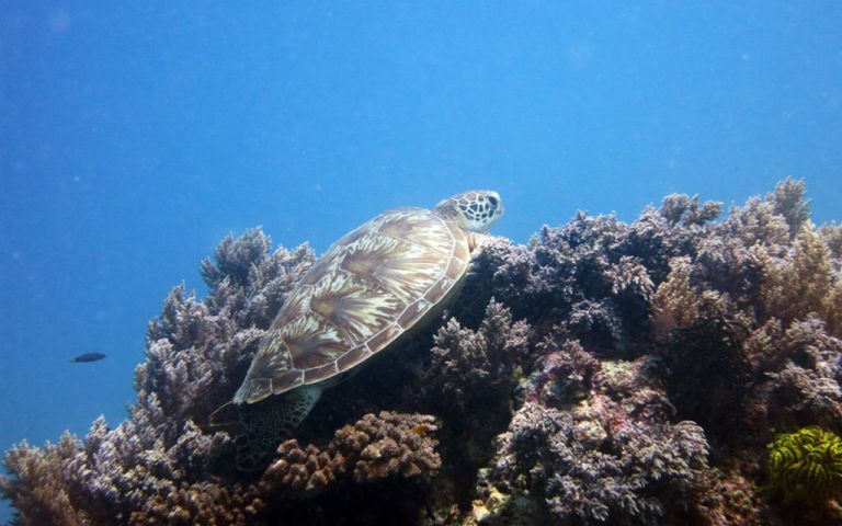 Concept | Pulchra Resort, Cebu